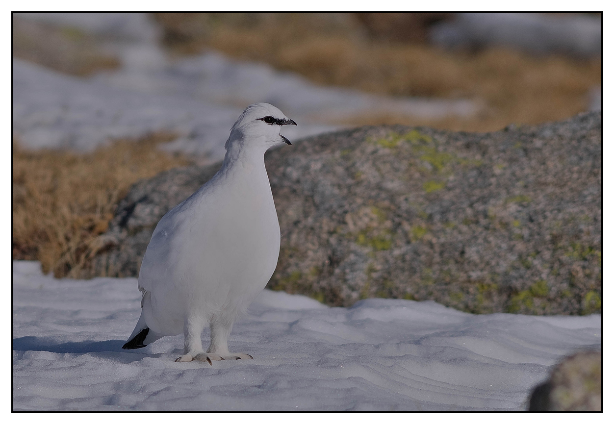Joyas del Pirineo: Lagópodos alpinos en su plumaje invernal