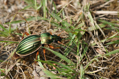 Photo Nature Lilliputienne (macrophotographies): Carabus auratus, le ...