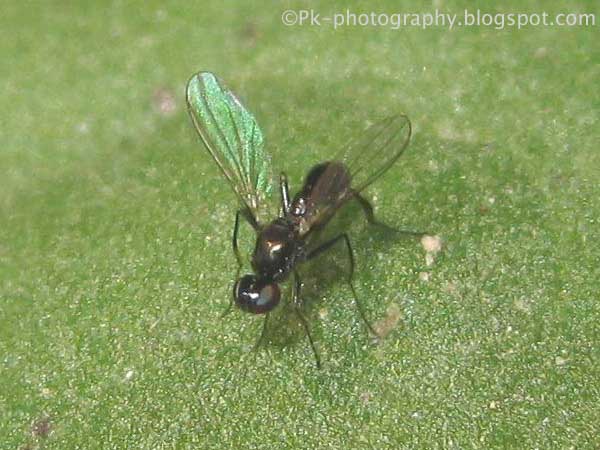 Black Scavenger Fly | Nature, Cultural, and Travel Photography Blog