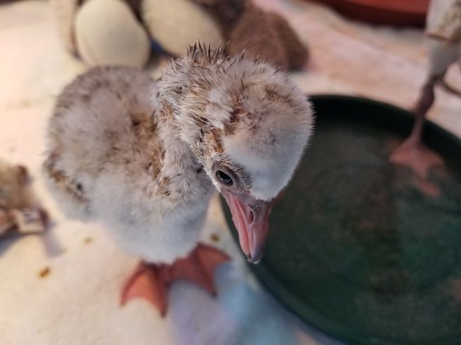 The City Birder: Treehugger Tuesday