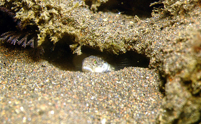 Artes de Pesca: VAMOS A PESCAR PICTO