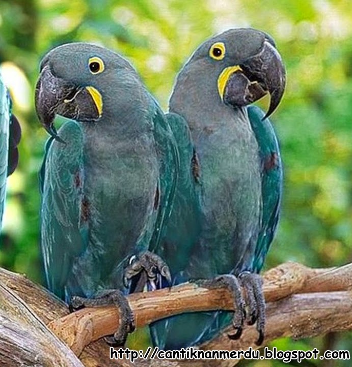 Galeri Burung Import: Jenis Burung Macaw