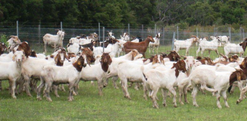 PB Agro Farm.Importers, Meat Producers, Boer Goat Breeder And Resources