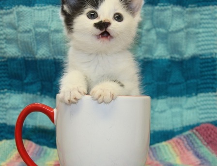 Catsparella: The Biggest Cat News Stories Of 2011