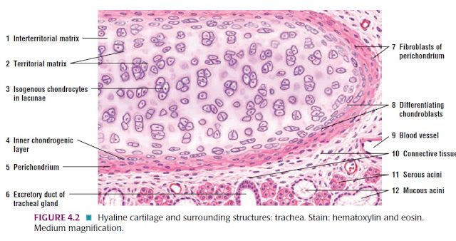 Histologi:Jaringan Tulang dan Kartilago | BlogK Putih