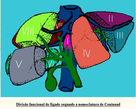 SEGMENTAÇÃO HEPÁTICA
