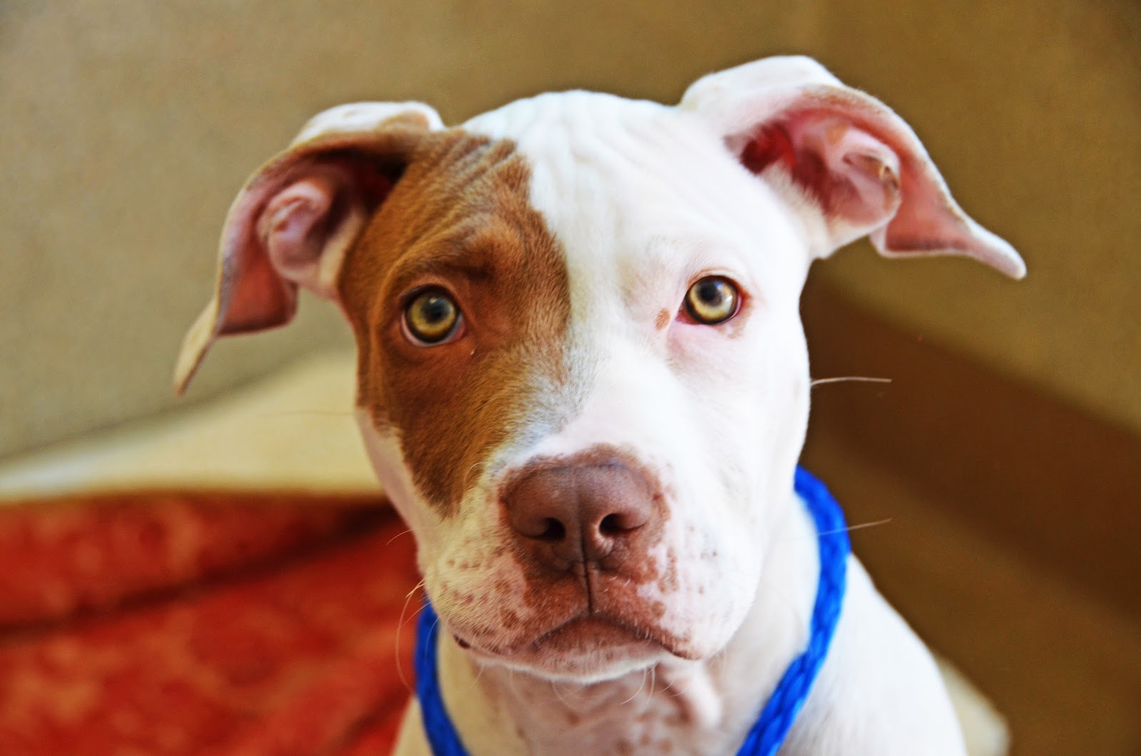 Dogs In the Bubble: Stanley - "Dogs Are Miracles With Paws"