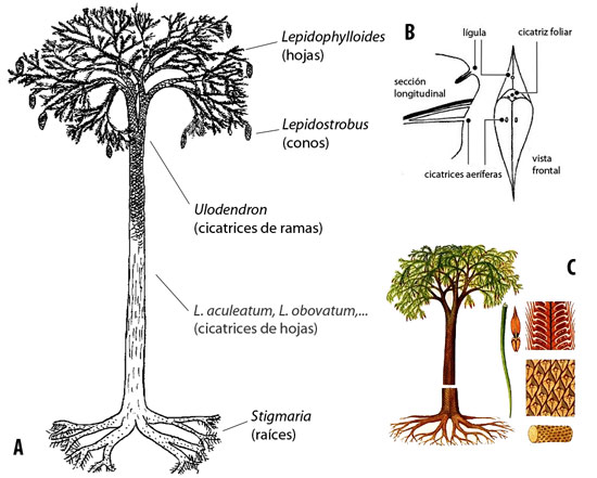Escenarios prehistóricos: Lepidodendron