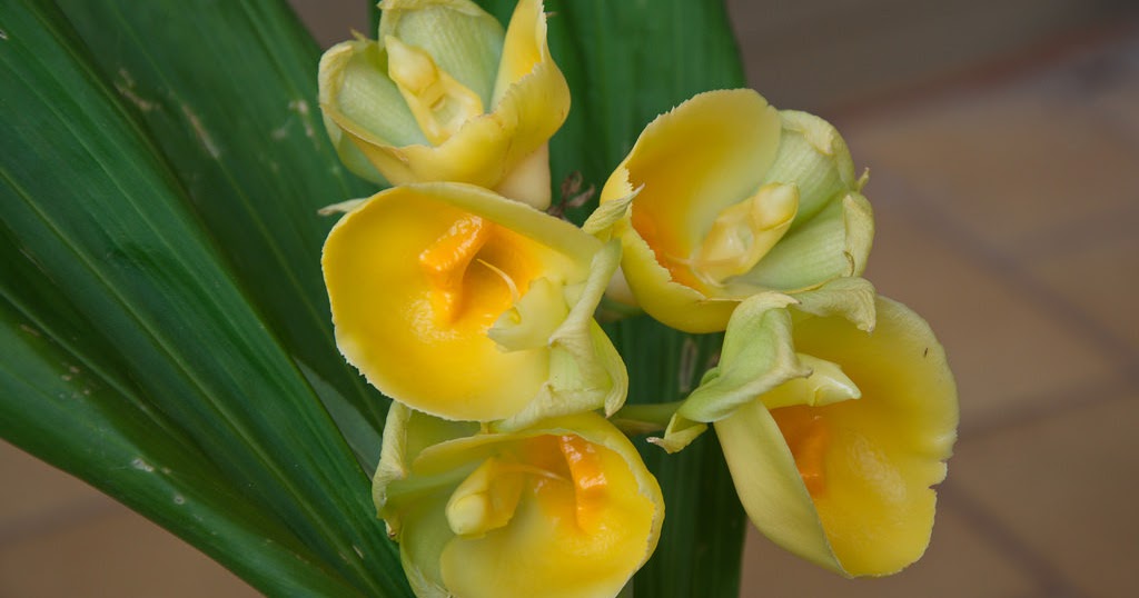 Catasetum expansum care and culture | Travaldo's blog