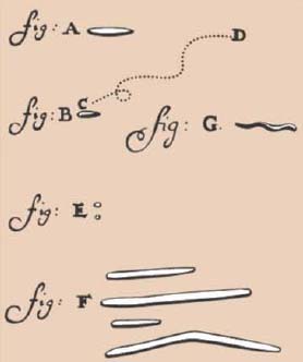 Leeuwenhoek Animalcules