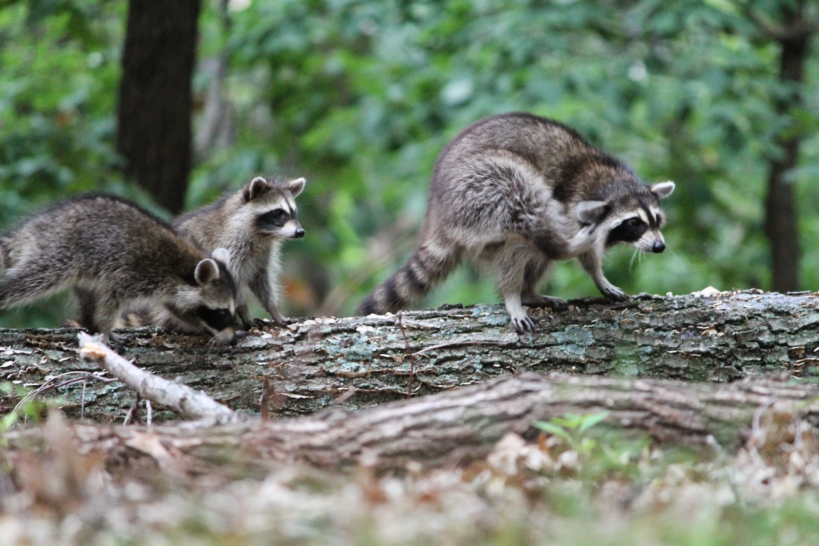 The Missouri Mom: Best time to see the Elk at Lone Elk Park in St Louis ...