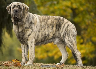 MorsoRosso: CANE TIGRATO