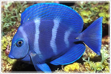 Bluefish Facts -Amazing Facts - Ask My Brain - Get More Knowlege