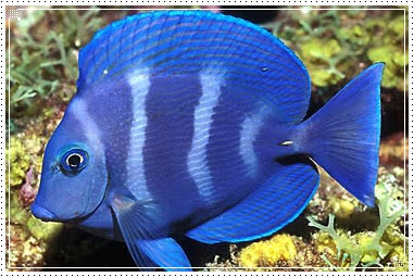 Bluefish Facts -Amazing Facts - Ask My Brain - Get More Knowlege