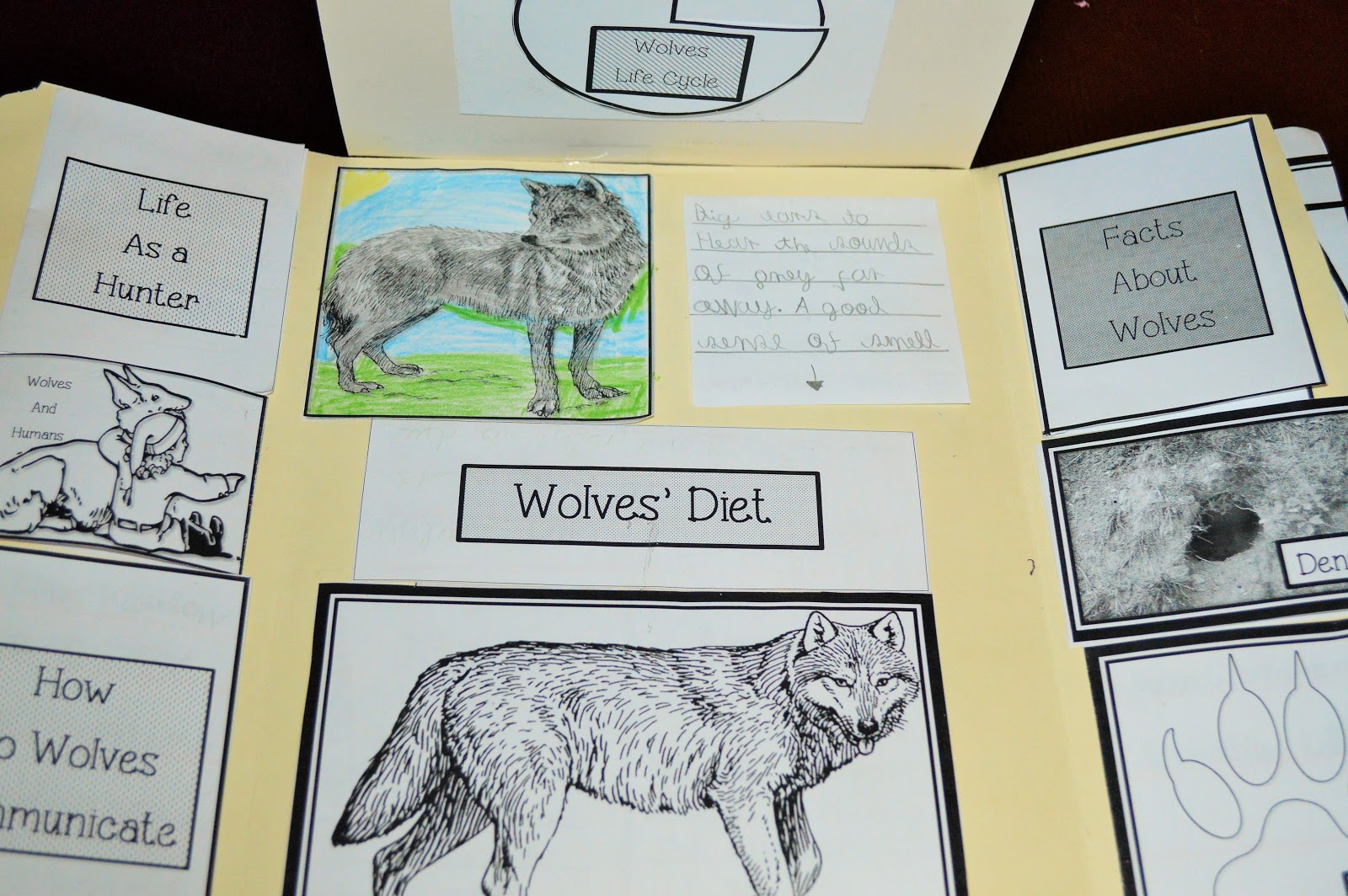 The Hermit Crabs Homeschool: All About Wolves