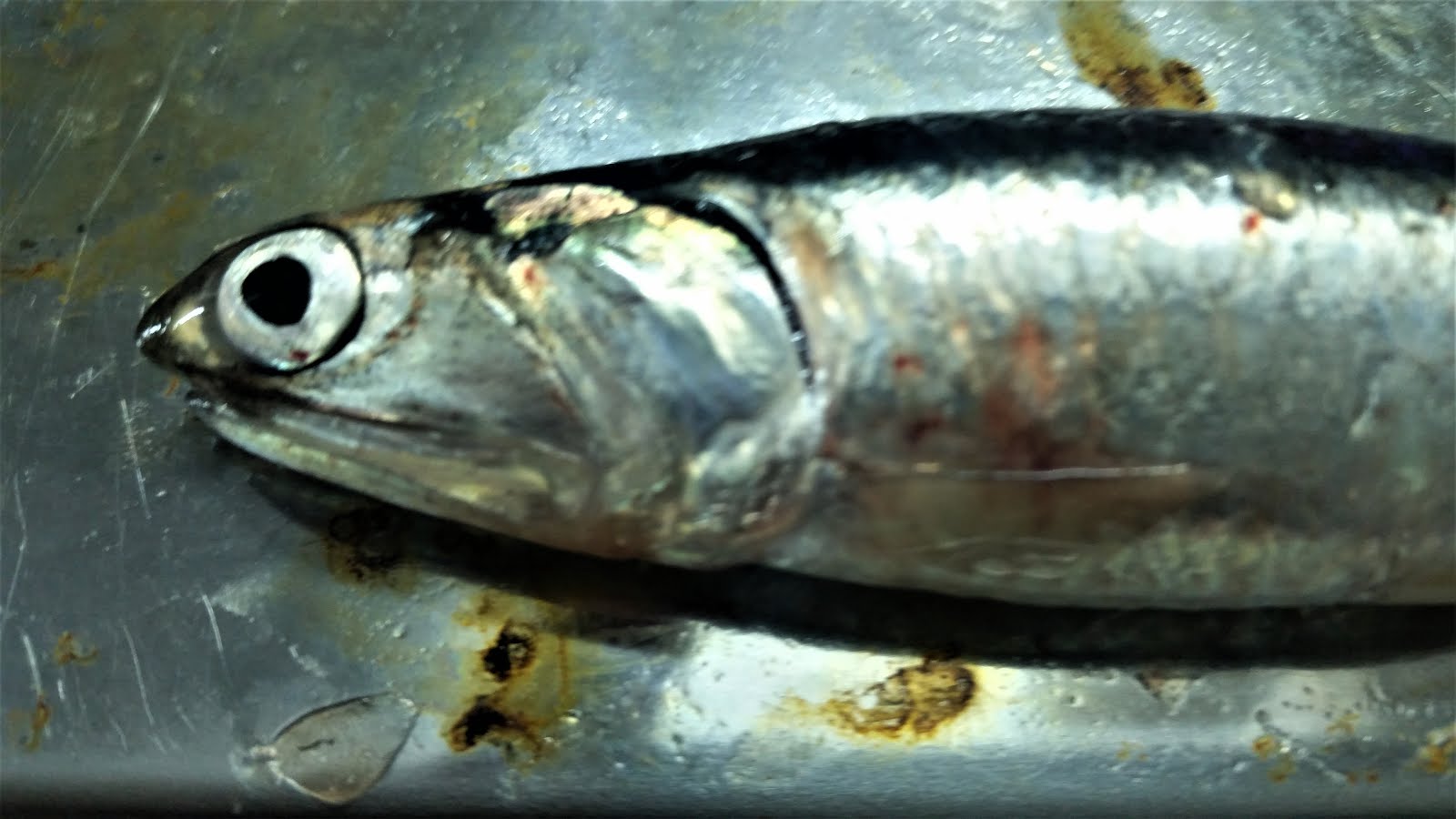 The Humboldt Current System: Ecosystem Approach to Fisheries