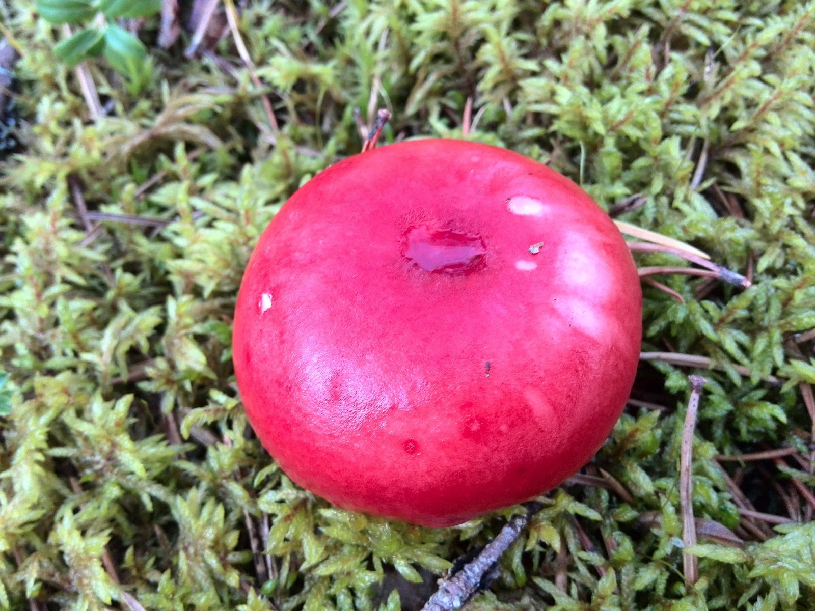 Kaunis & kordumatu...: Sügisesed metsaklõpsud...