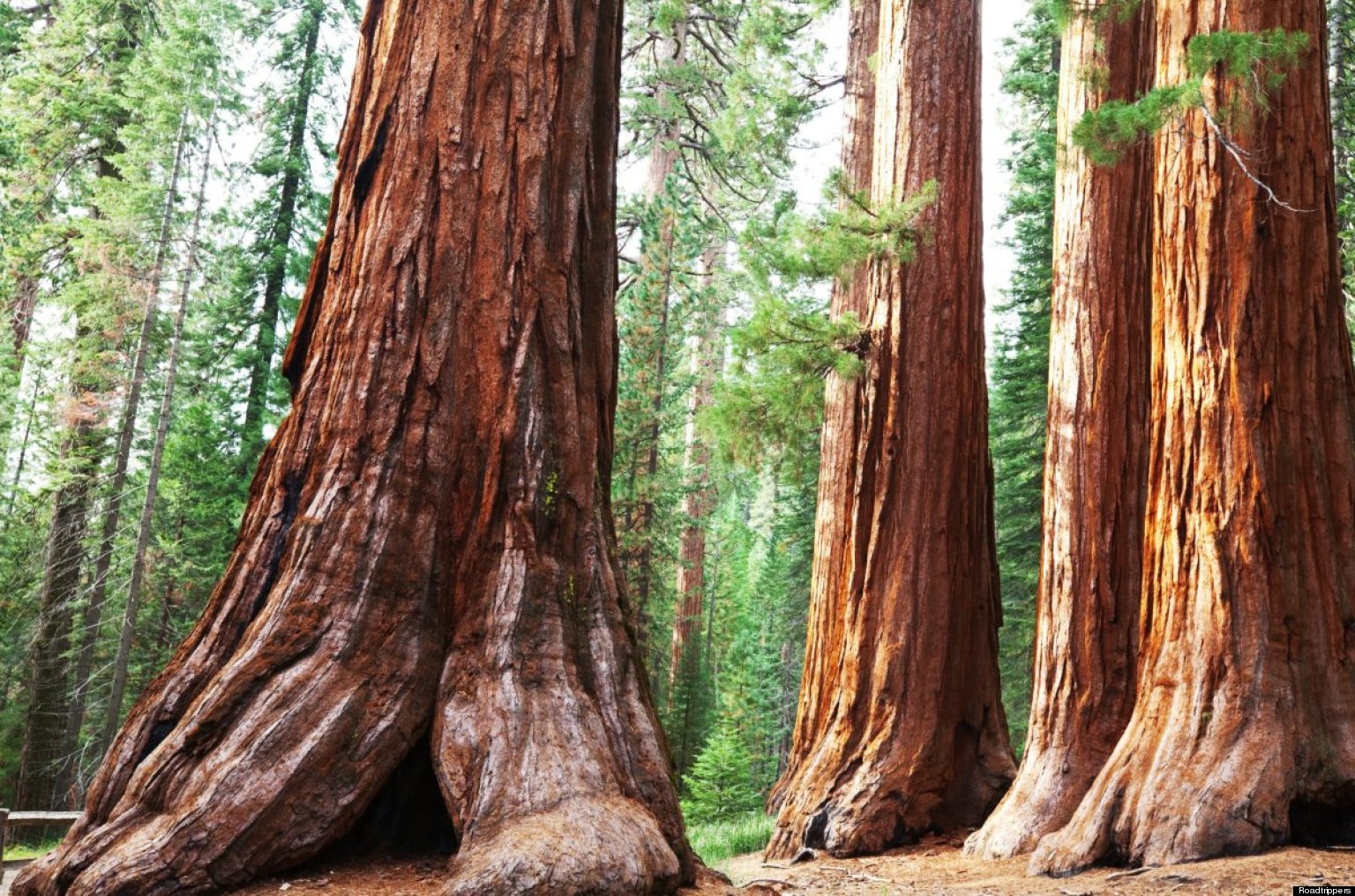 Sequoia National Park | Earth Blog