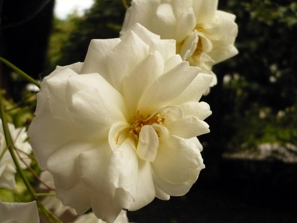 Marco Imagens Grátis: flor de junho 16