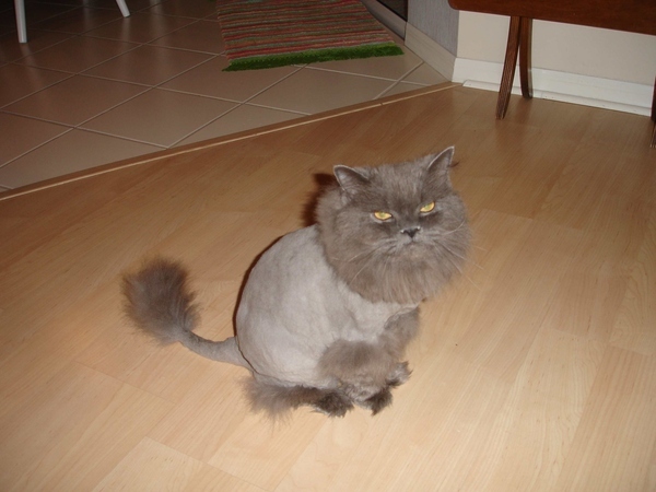 Pics obsession: Funny Cat Haircut