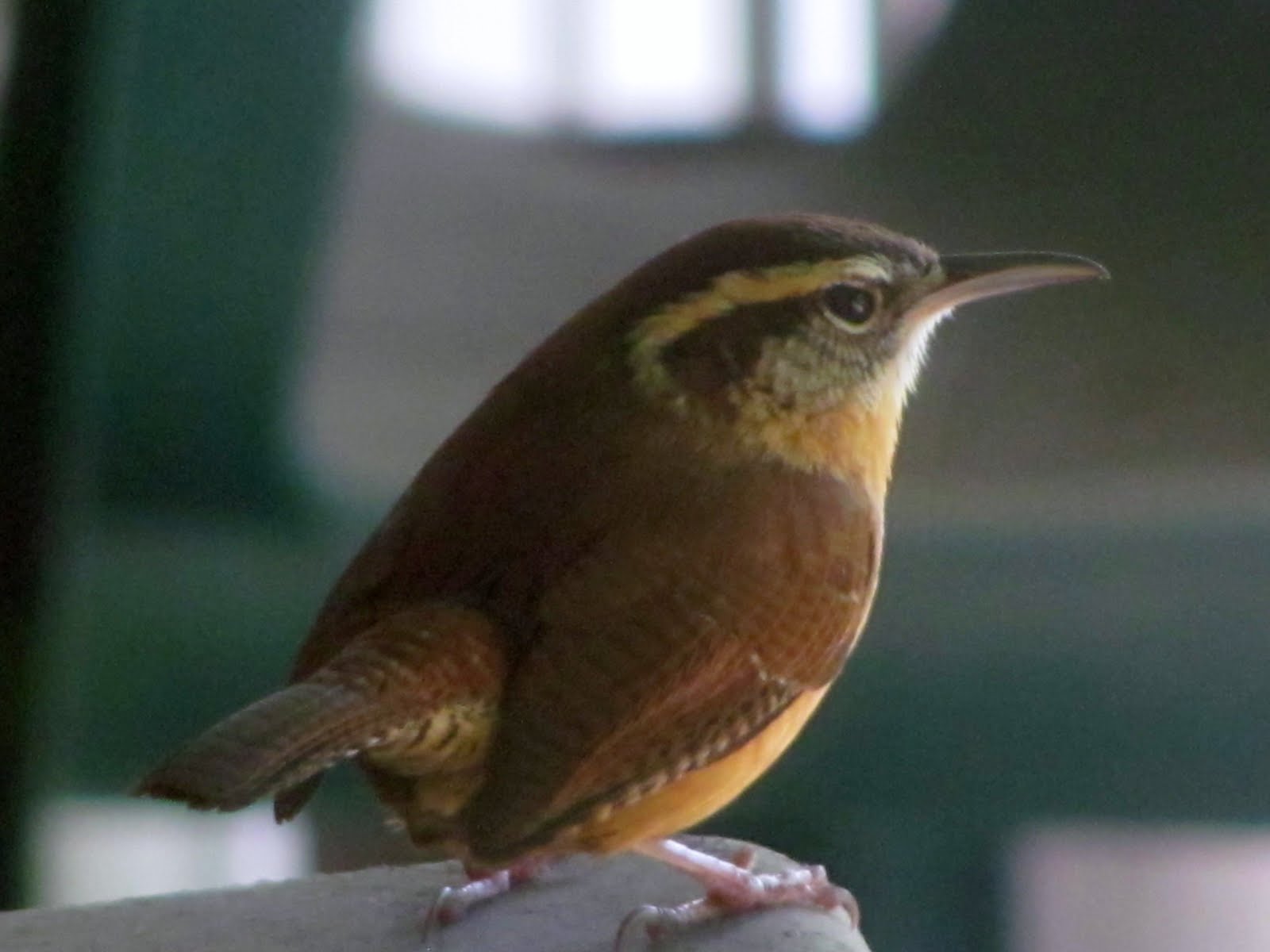 Foster's Backyard Bird Sanctuary: Today's Fun!