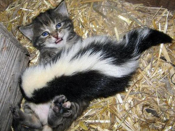 Skunk Off and a story