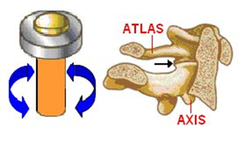 Fisiologia del Sistema Articular: fisiologia articular