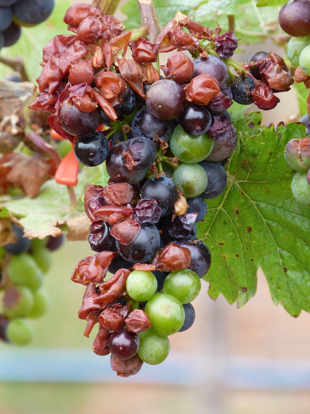 John Schreiner on wine: How three wineries cope with hail damage