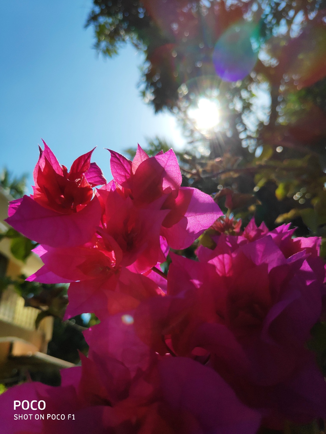 POCO F1 Camera samples - TECHPHLIE