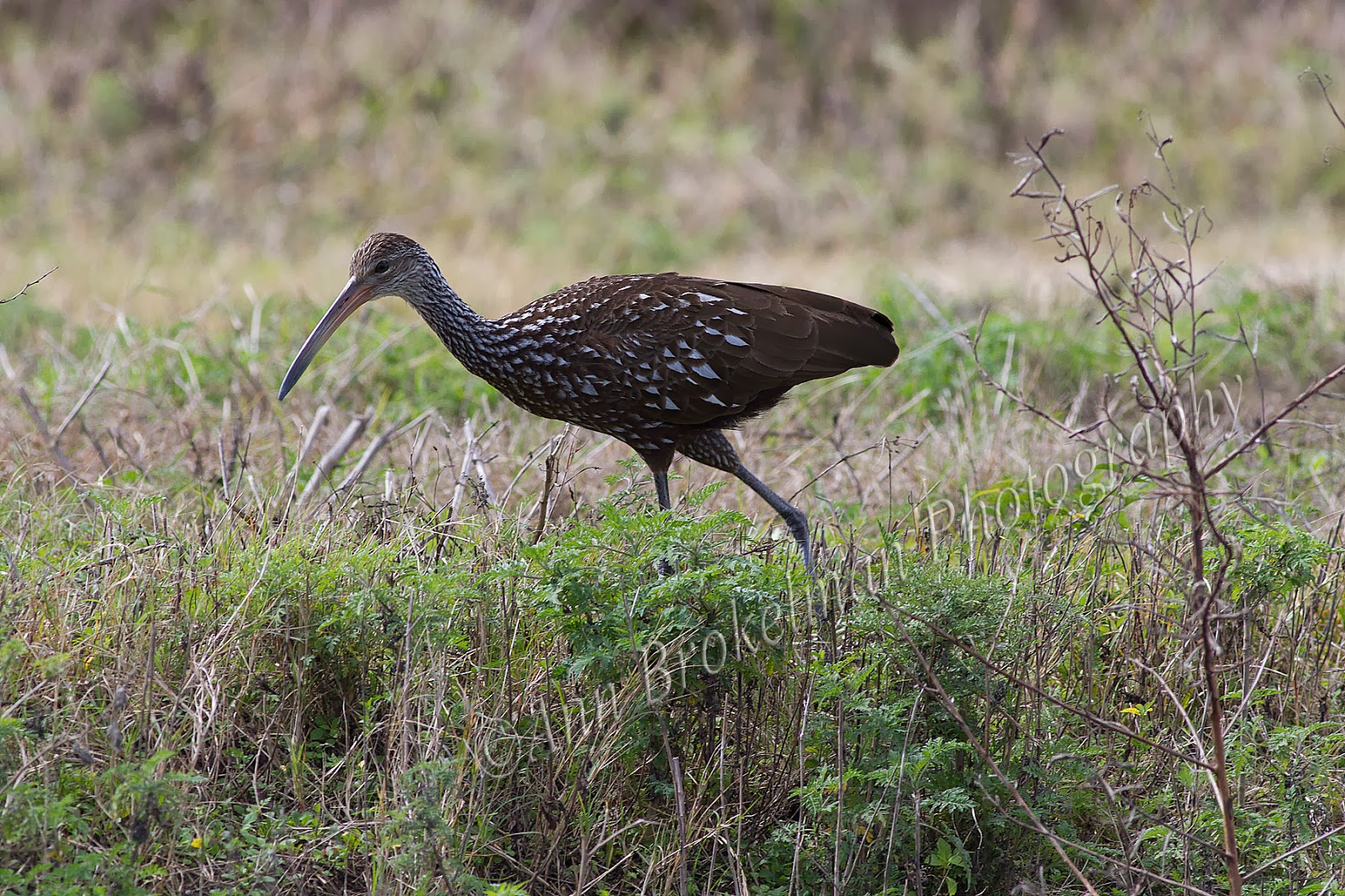 Ann Brokelman Photography: Limpkin - adult and juvenile Florida Feb 2014