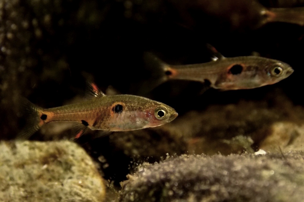 Aqua Experience: Boraras micros