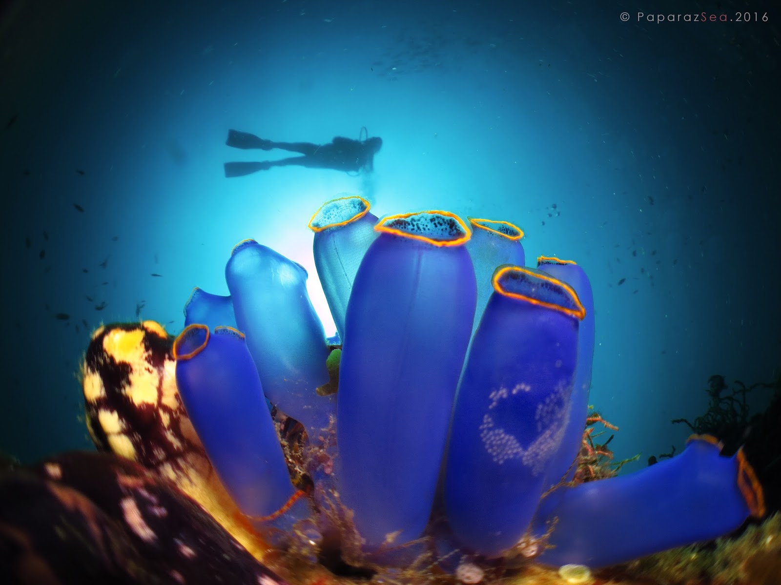 Bugeye Photography, See the Ocean with Insect Eyes... - PaparazSea