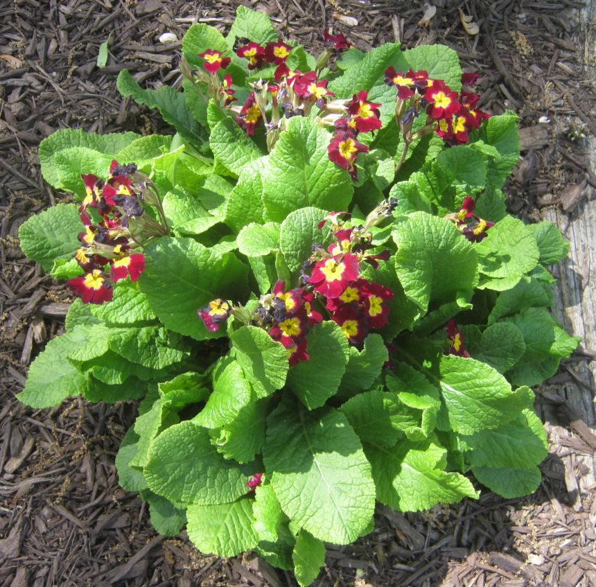 Future Plants by Randy Stewart: Primula