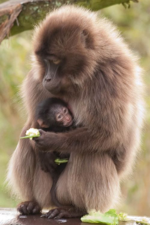 Animals of the world: Baboon