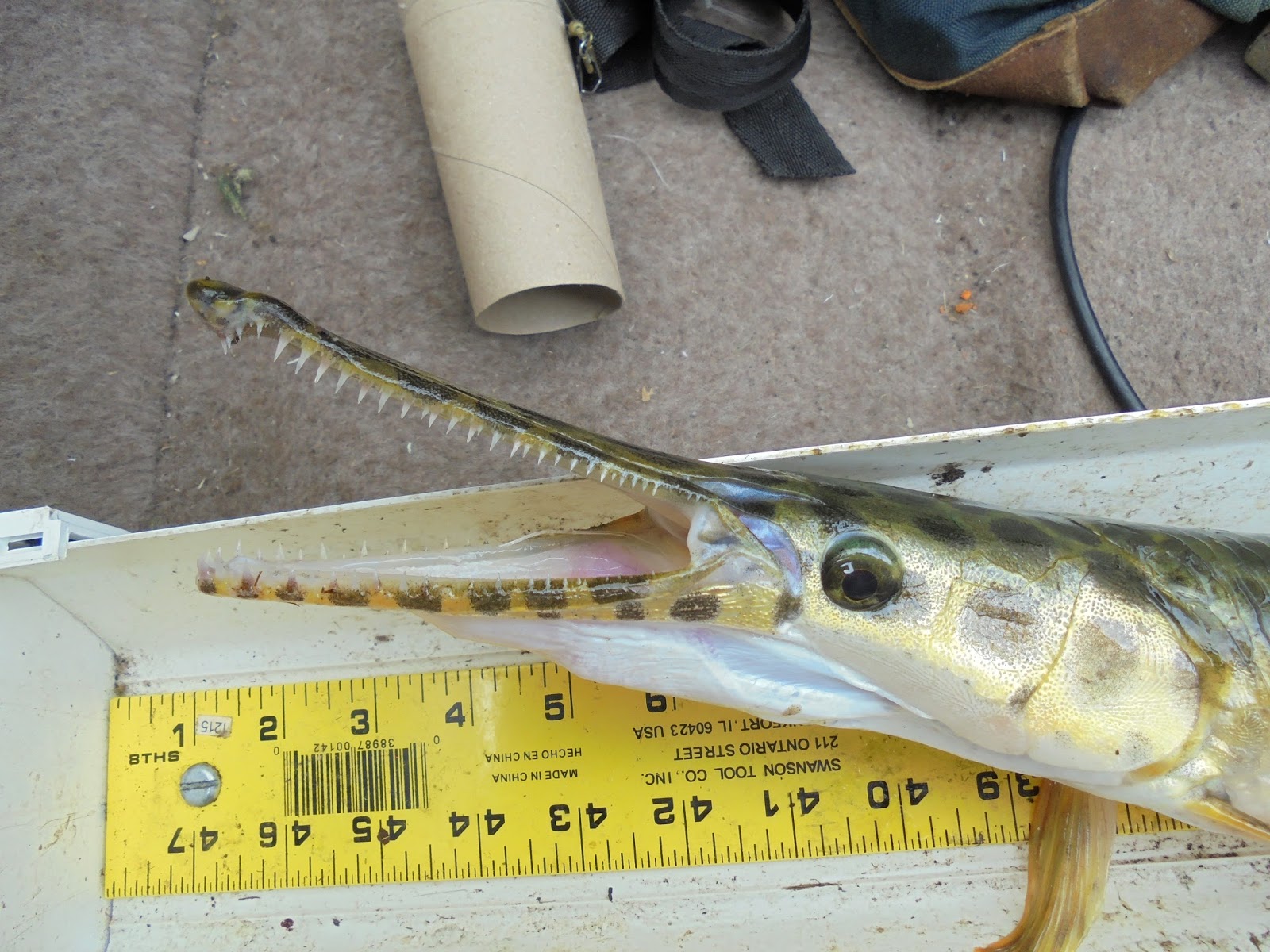 Lucy Sews Everyday: SPOTTED GAR FISH