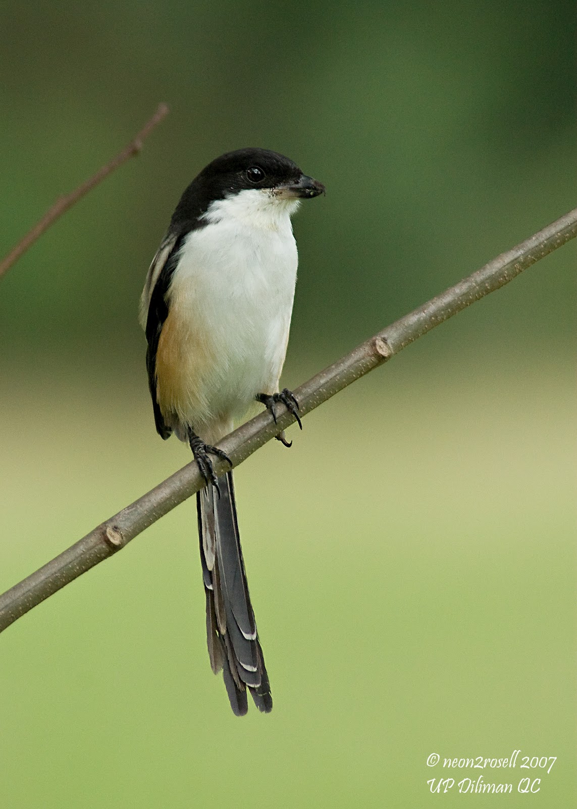 Burung Cendet - Long-Tailed Shrike (Lanius schach) - Ryan Maigan Birds