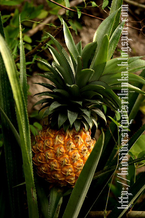 Biodiversity of Sri Lanka: අන්නාසි[Annasi]/Pineapple (Ananas comosus)