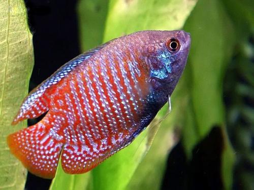 Aquarium fish Family Labyrinth(Belontiidae): Betta, Gourami(Trichopsis ...