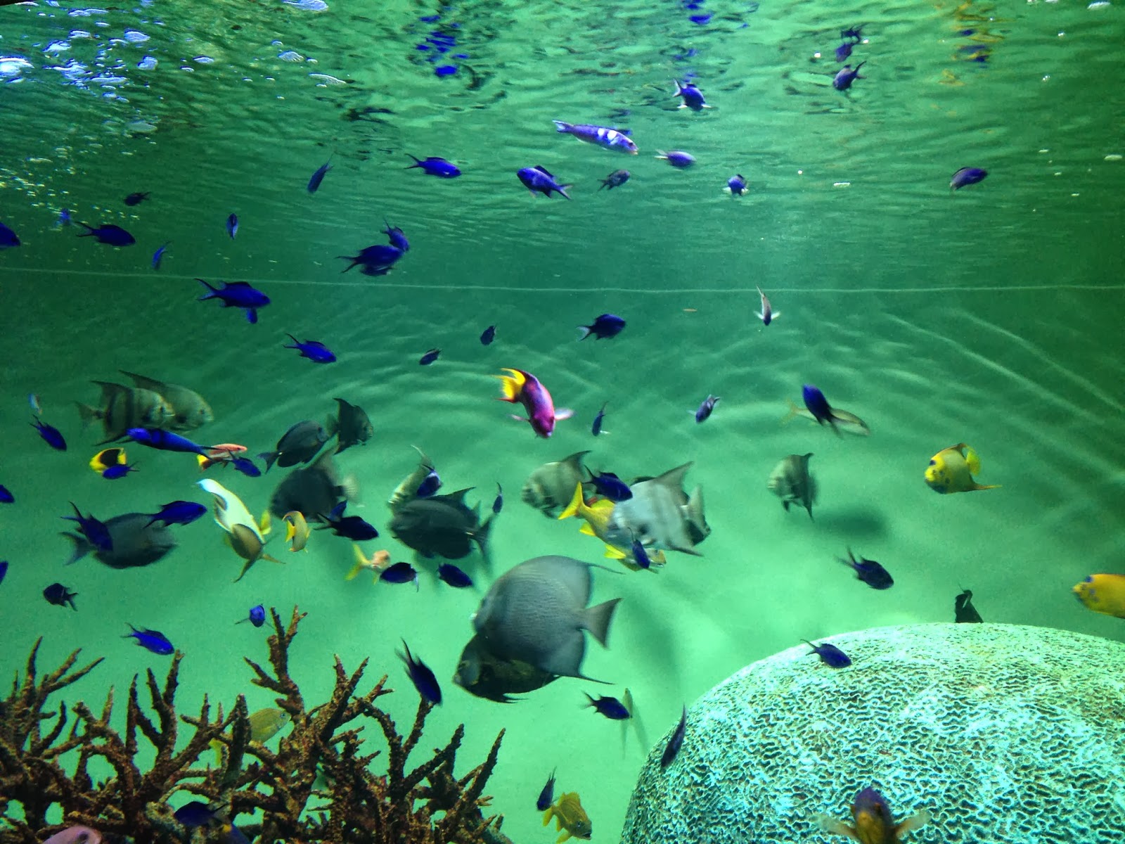 Tokyo!: Tokyo Sea Life Park