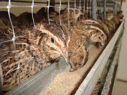 Crescatorie si preparate culinare din PREPELITE si FAZANI: Ferma mixta ...