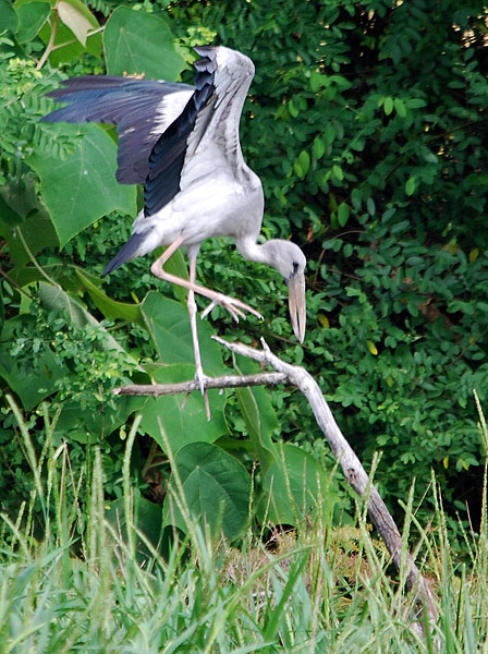 The Penang Birder: Sometimes wishes do come true (23/03/2013)