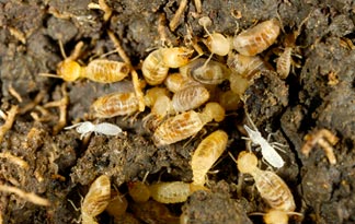 JM's Stupid Guide to Life: Top 5 Largest Insect Colonies