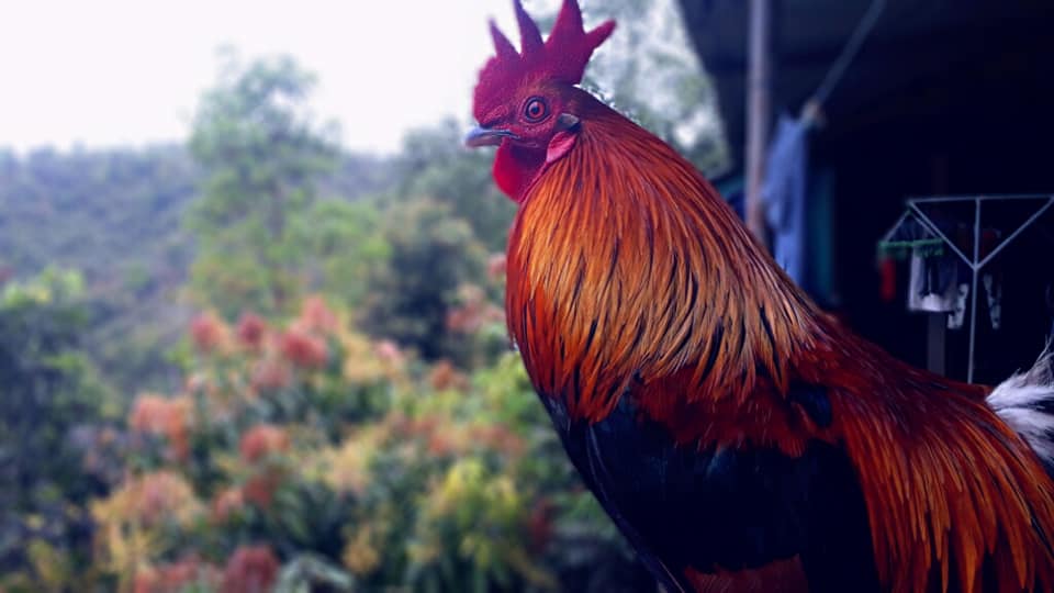 Qaib Dib | HmongPhoto