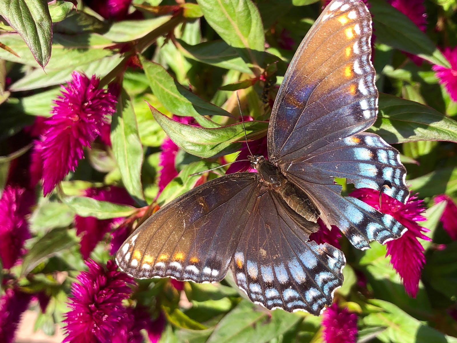 It's All About Purple: Red Spotted Purple Butterfly