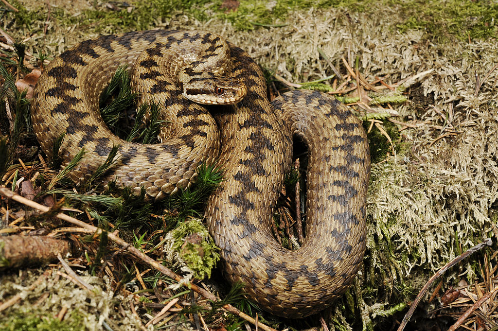 Balkan Wildlife: List of snakes in Bulgaria