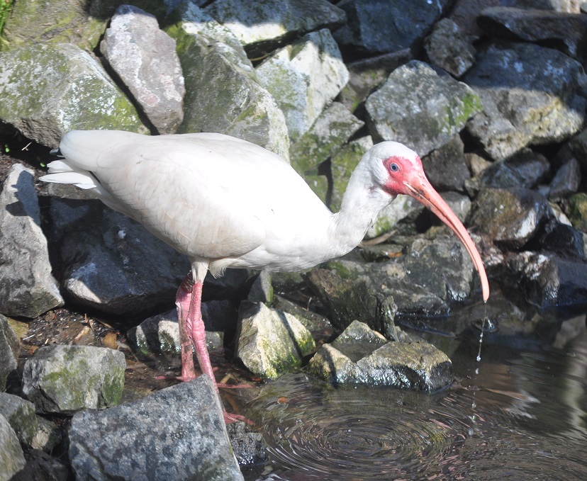 ZOOTOGRAFIANDO (6.100 ANIMALS): IBIS BLANCO AMERICANO / WHITE IBIS ...
