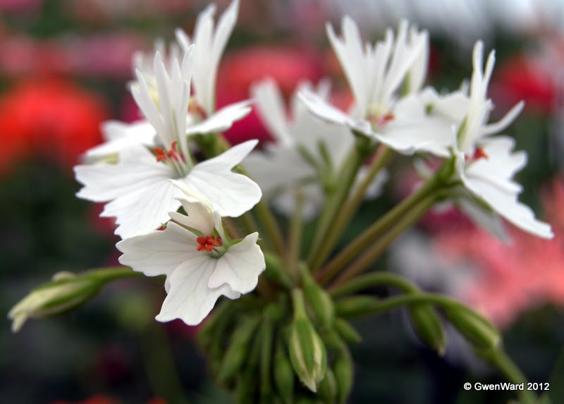 PERFECT PELARGONIUMS: Stellar Arctic Star - Stellar Pelargonium
