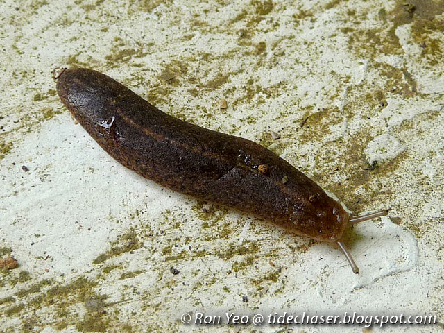 tHE tiDE cHAsER: Terrestrial & Freshwater Gastropods (Snails & Slugs ...