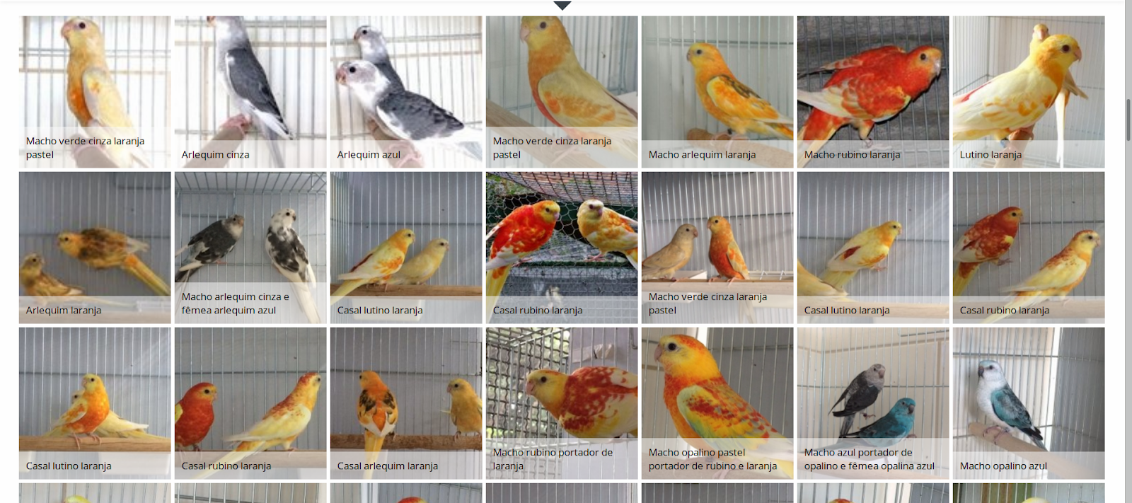 CRIATÓRIO FERNANDES : CORES RED RUMPED