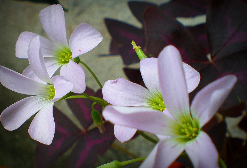 Fuziah Sulaiman blog: Terapi Kanser : Pokok Rerama - penemuan terkini